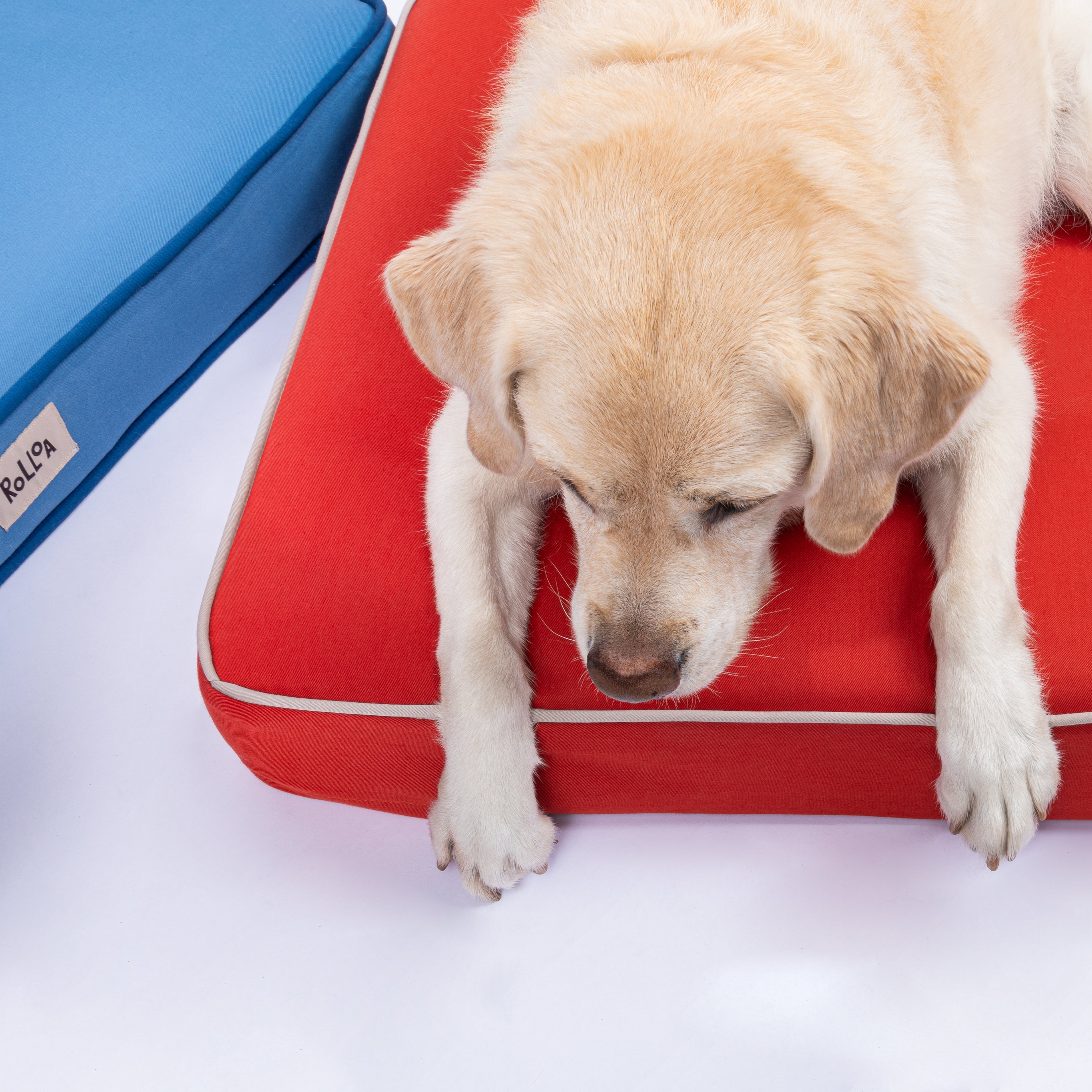 Rollo Bed Large | Stylish Orthopedic Dog Beds – Rolloa Pets